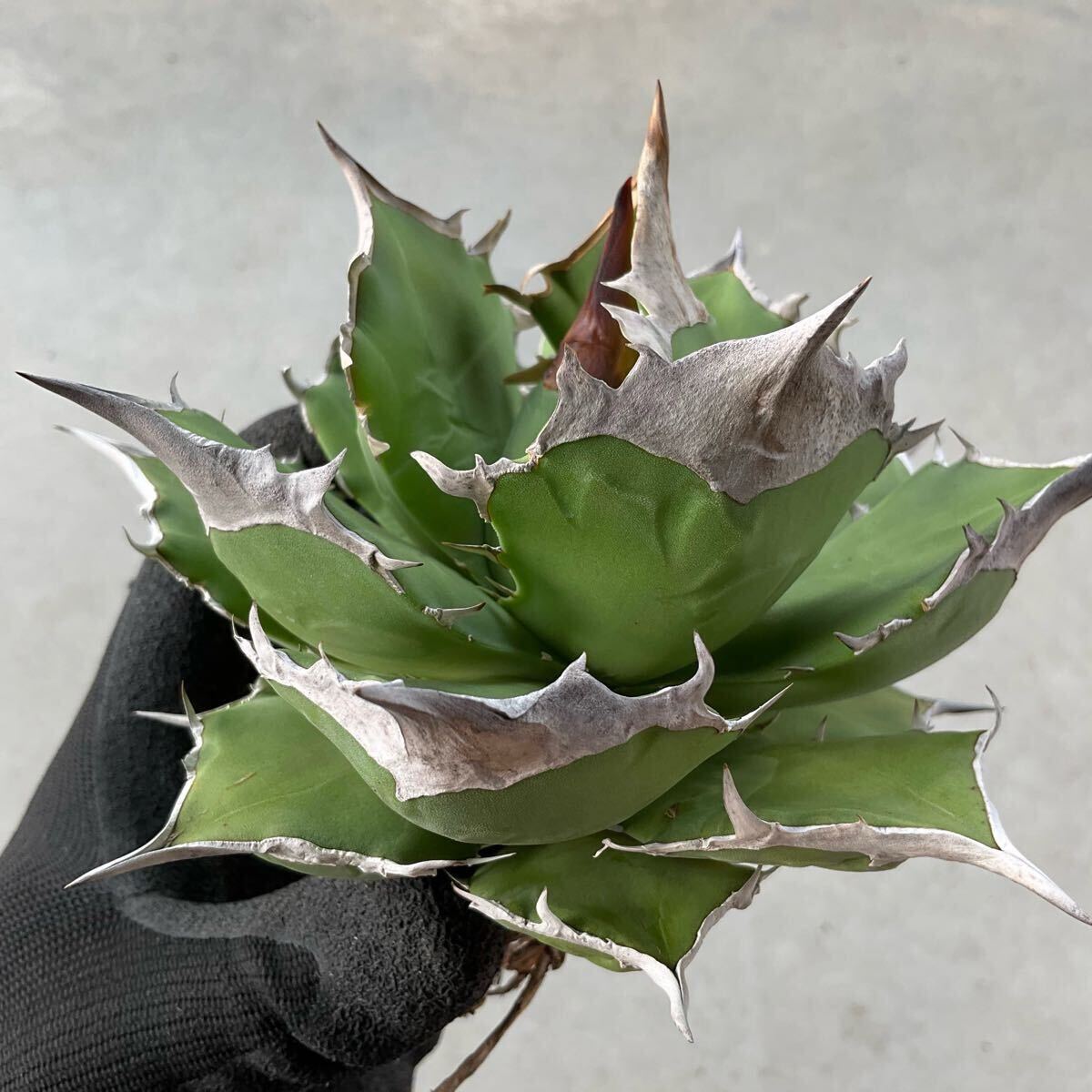 【目立った傷や汚れなし】Uncle Sam - アガベ チタノタ 白犀牛/ Agave titanota White Rhinoの落札情報詳細 - Yahoo!オークション落札価格検索 オークフリー