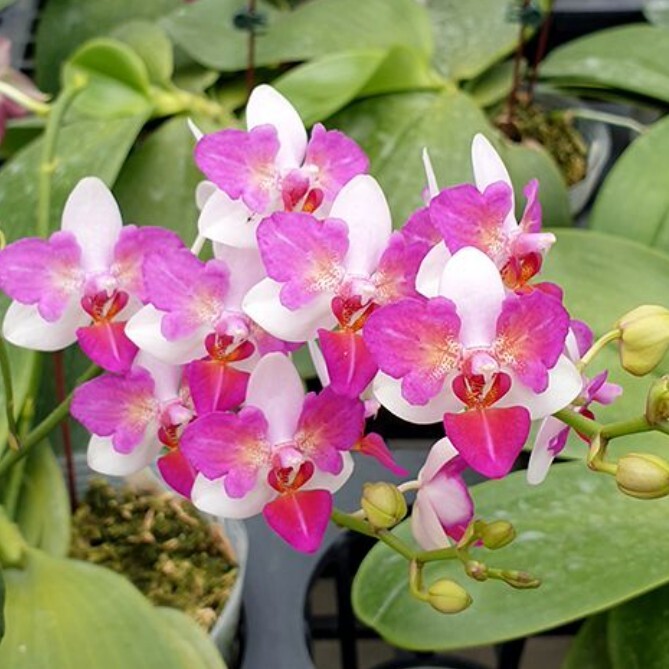 【傷や汚れあり】芳香 Phal. Liu's Berry 'Trinity' (Phal. Eduardo Quisumbing × Phal ...