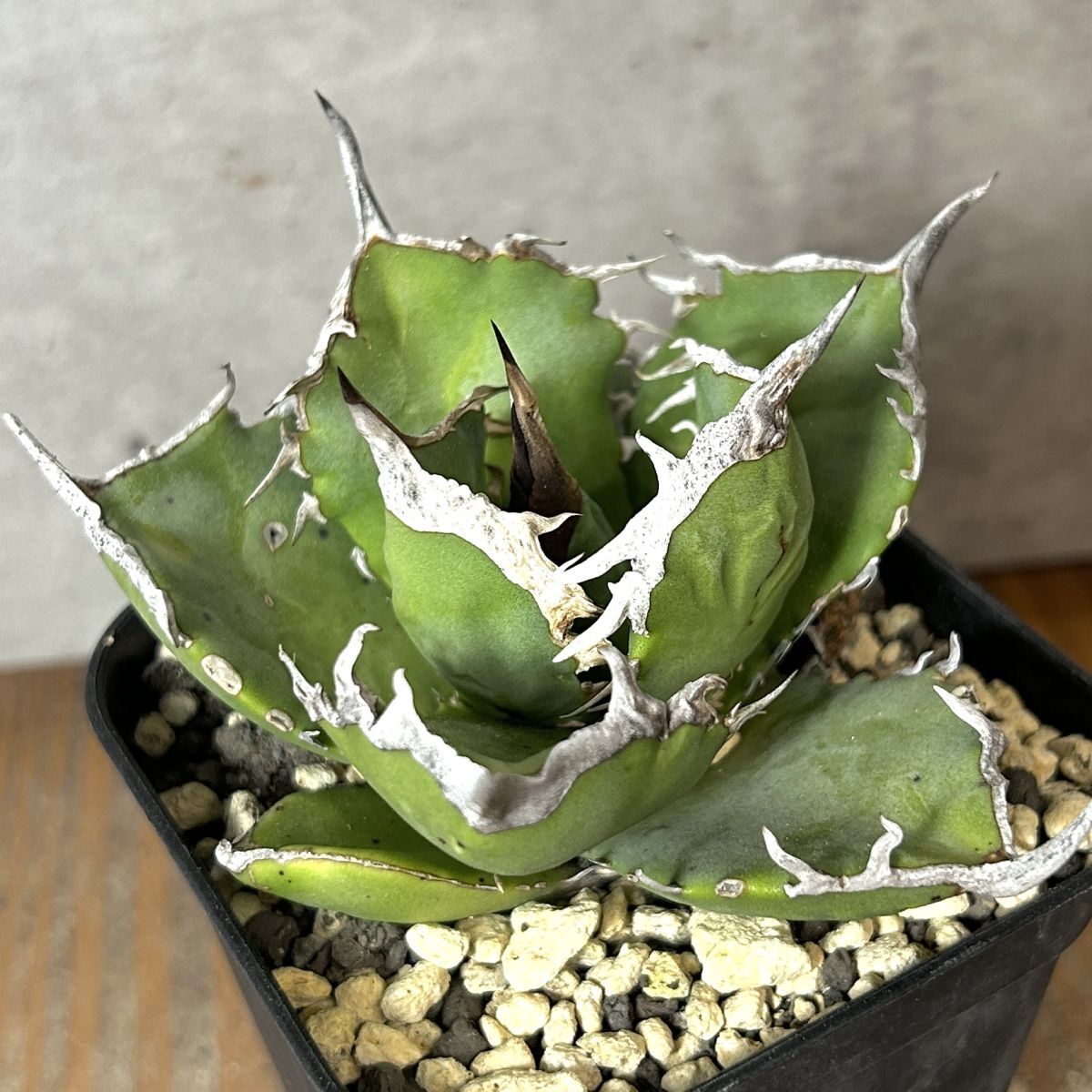 【未使用】【F9633】★注目株 超美株ライトグリーン★SS級極上選抜株！Agave Titanota ITALIY イタリア産極上選抜株 ...