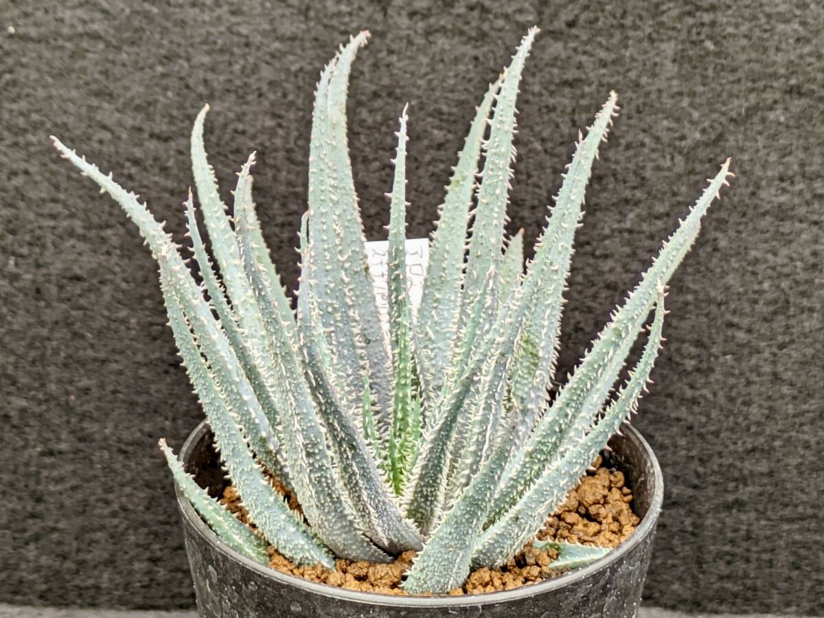 【未使用】アロエ sp. aff. パルブラ [3号]の落札情報詳細 - Yahoo!オークション落札価格検索 オークフリー