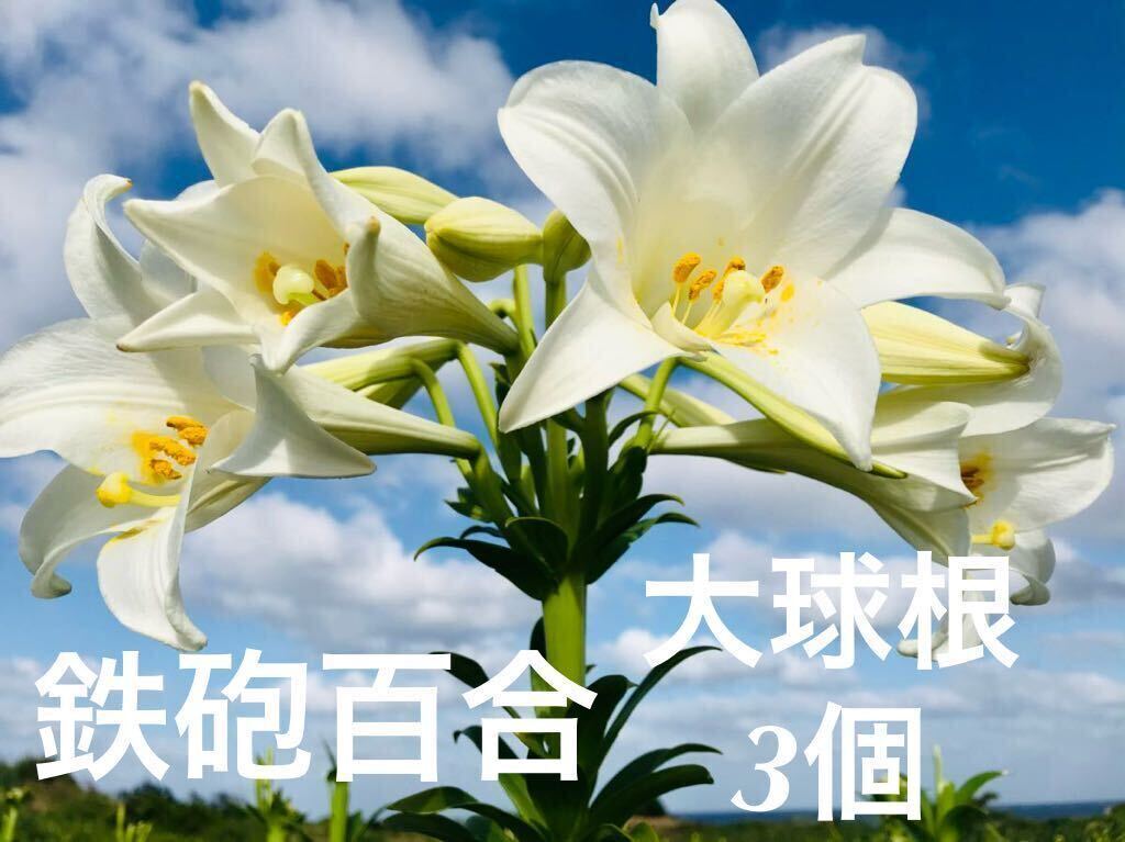 【未使用】鉄砲百合 大球根3個 1個 約80g〜100g 品種:ひのもとの落札情報詳細 - Yahoo!オークション落札価格検索 オークフリー