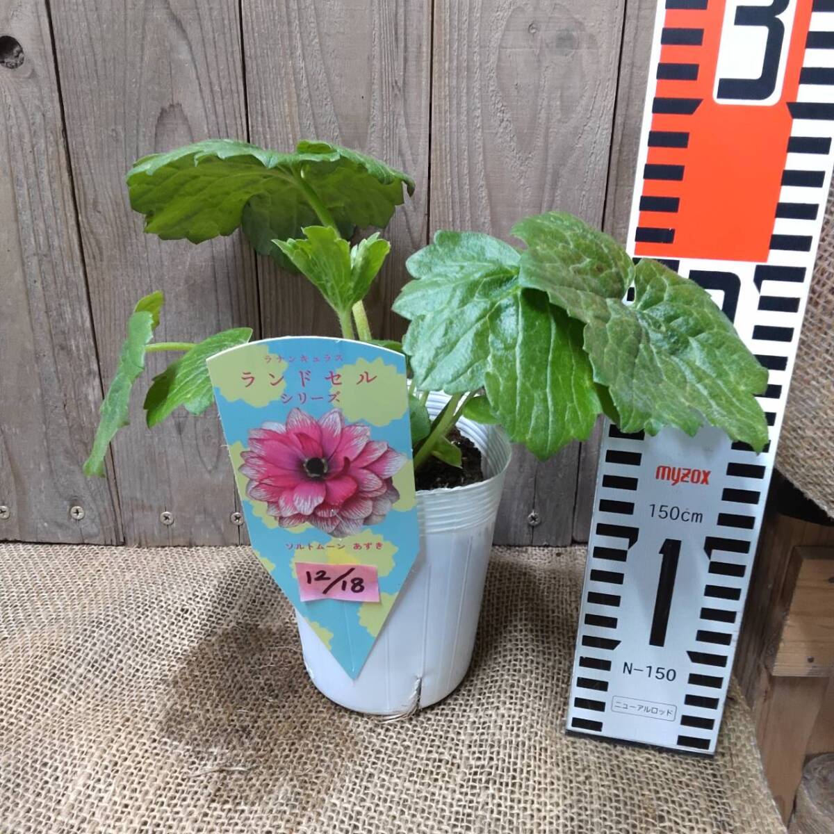 【やや傷や汚れあり】1218 2200円開始♪ラナンキュラスランドセル ソルトムーンあずき10.5㎝ポットの落札情報詳細 - Yahoo!オークション落札価格検索 オークフリー