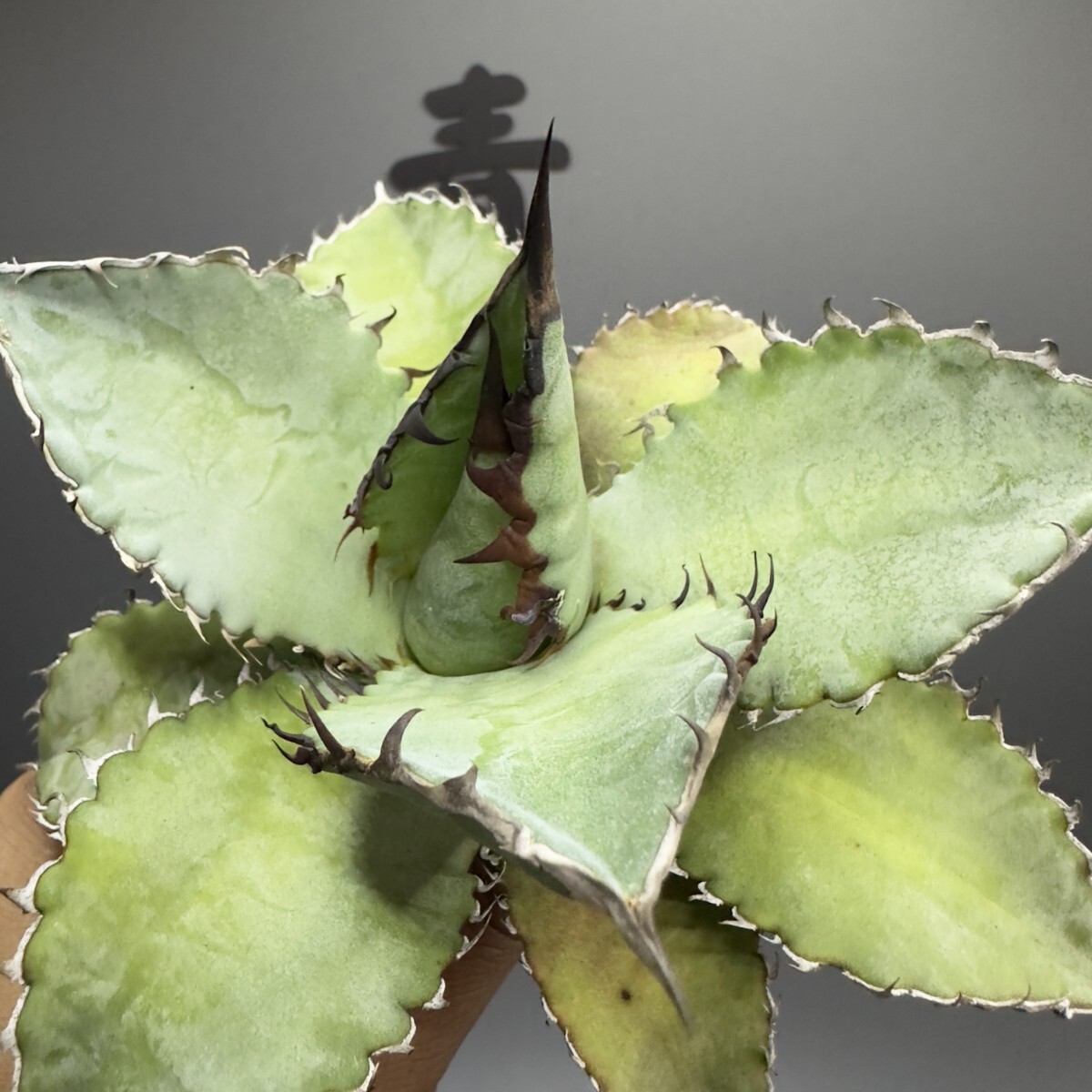 【目立った傷や汚れなし】AQ27【青田園芸】 多肉植物 アガベ チタノタ ライオンズメーン/ライオンズメイン Lion Mane OC株 強棘 ...