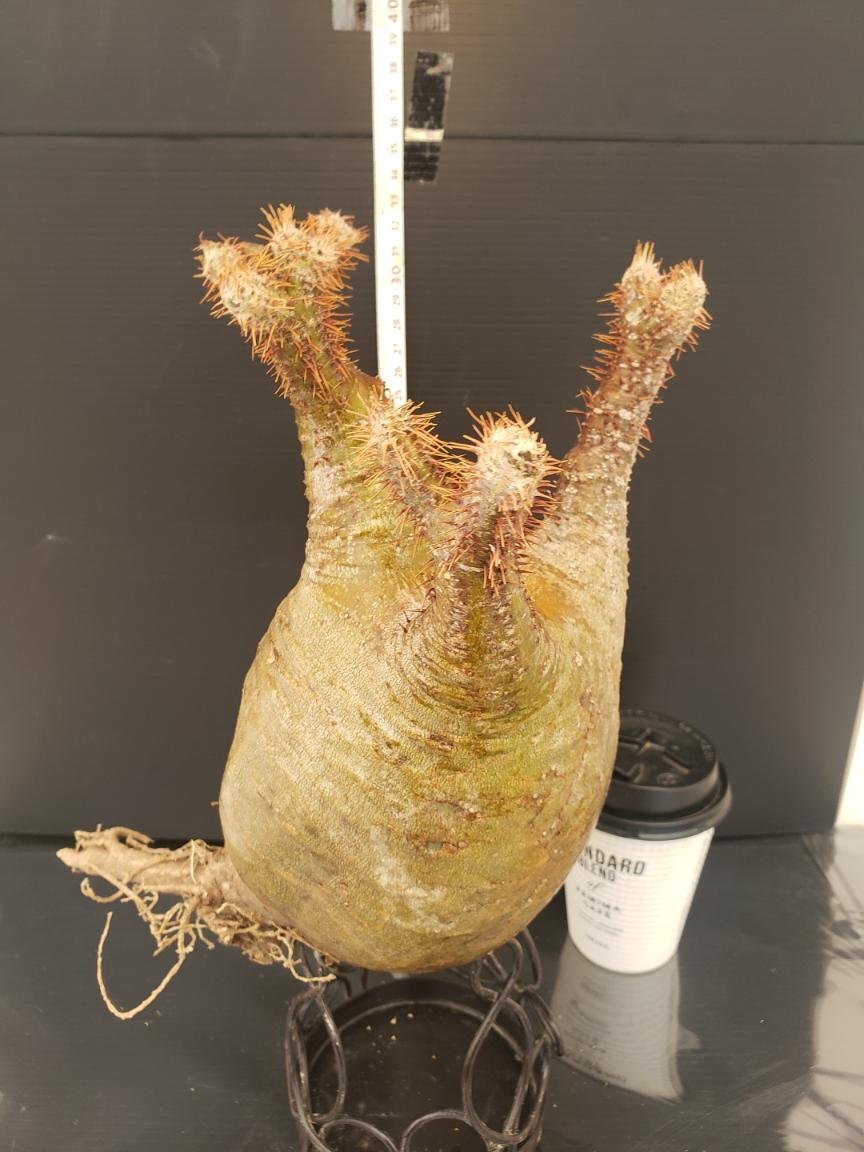 【未使用に近い】9755 「塊根植物」パキポディウム グラキリス L 抜き苗【1/20最新到着・gracilius・根切確認済・マダガスカル】の落札情報詳細 - Yahoo!オークション落札 ...