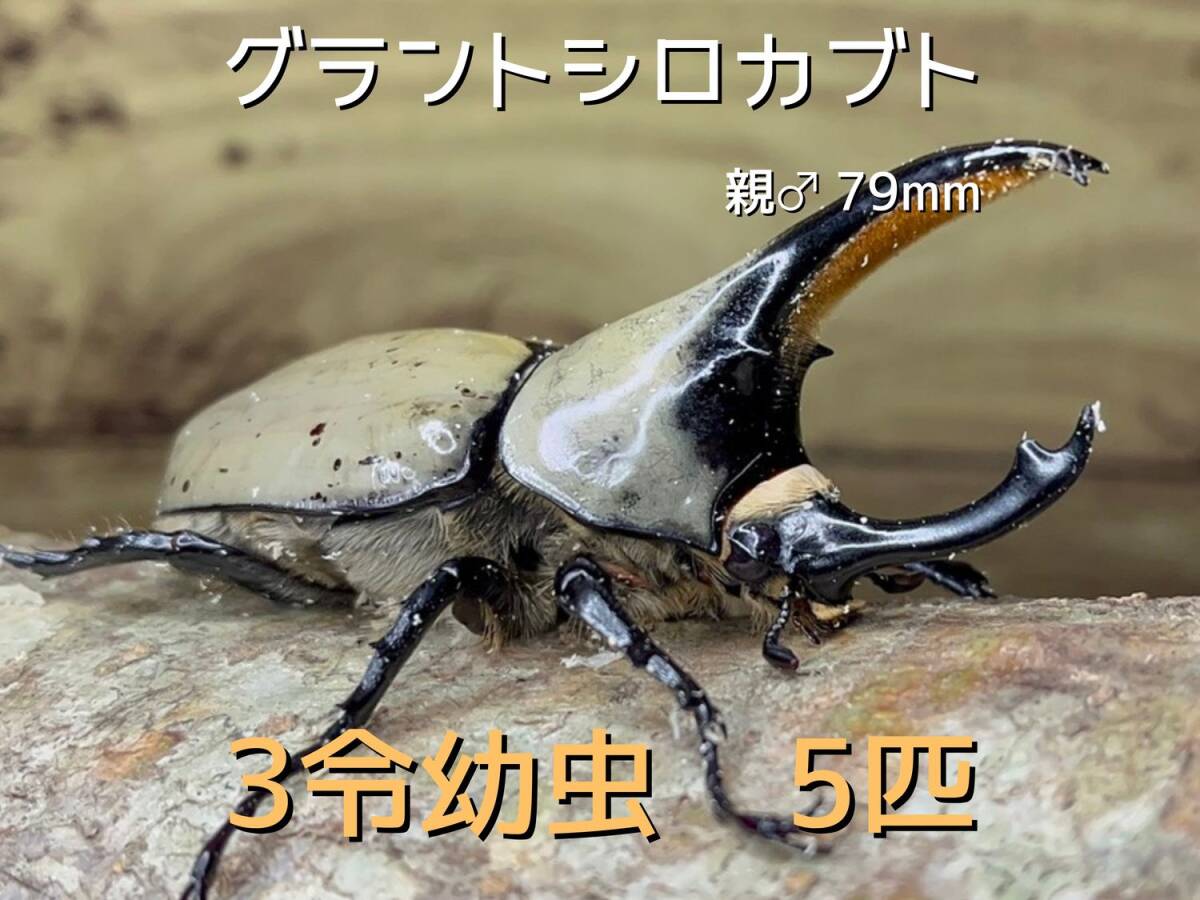 【未使用】【ATGR】 グラントシロカブト 3令幼虫 5匹 F2 出品№8の落札情報詳細 - Yahoo!オークション落札価格検索 オークフリー