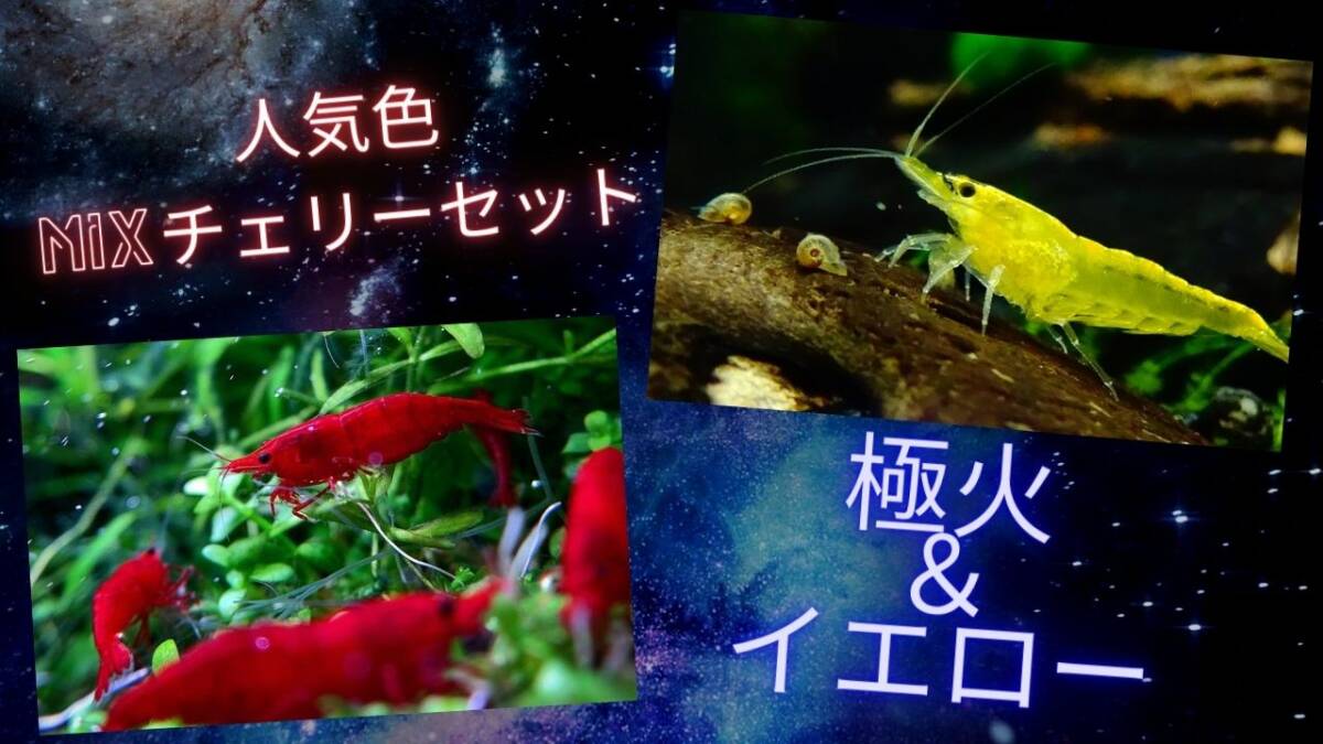 【未使用】特別価格 2色Mix20匹セット各10匹【極火蝦・イエローチェリーシュリンプ】チェリーシュリンプ ヌマエビの落札情報詳細 - Yahoo!オークション落札価格検索 オークフリー