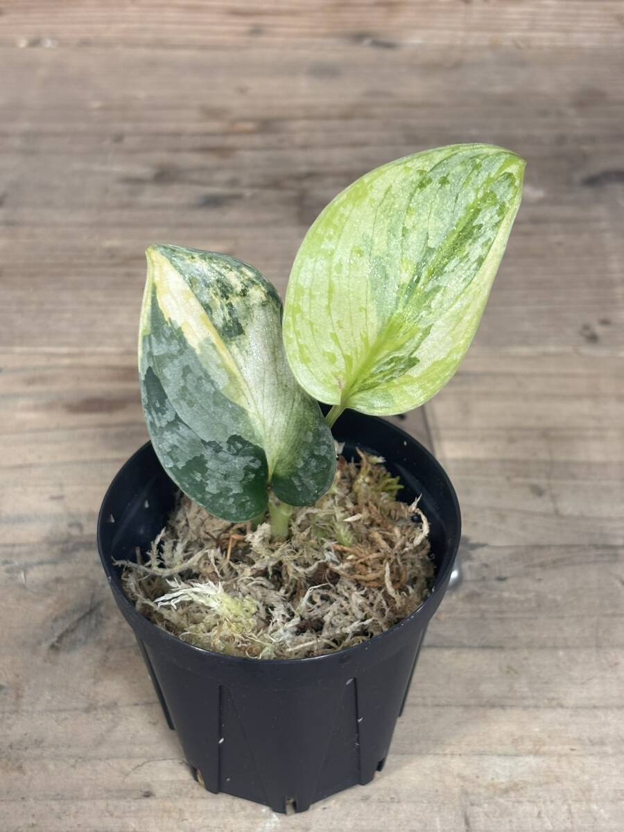 【やや傷や汚れあり】かなり珍 スキンダプサス グリス Scindapsus Exotica Geulis＃アグラオネマモンステラ ...