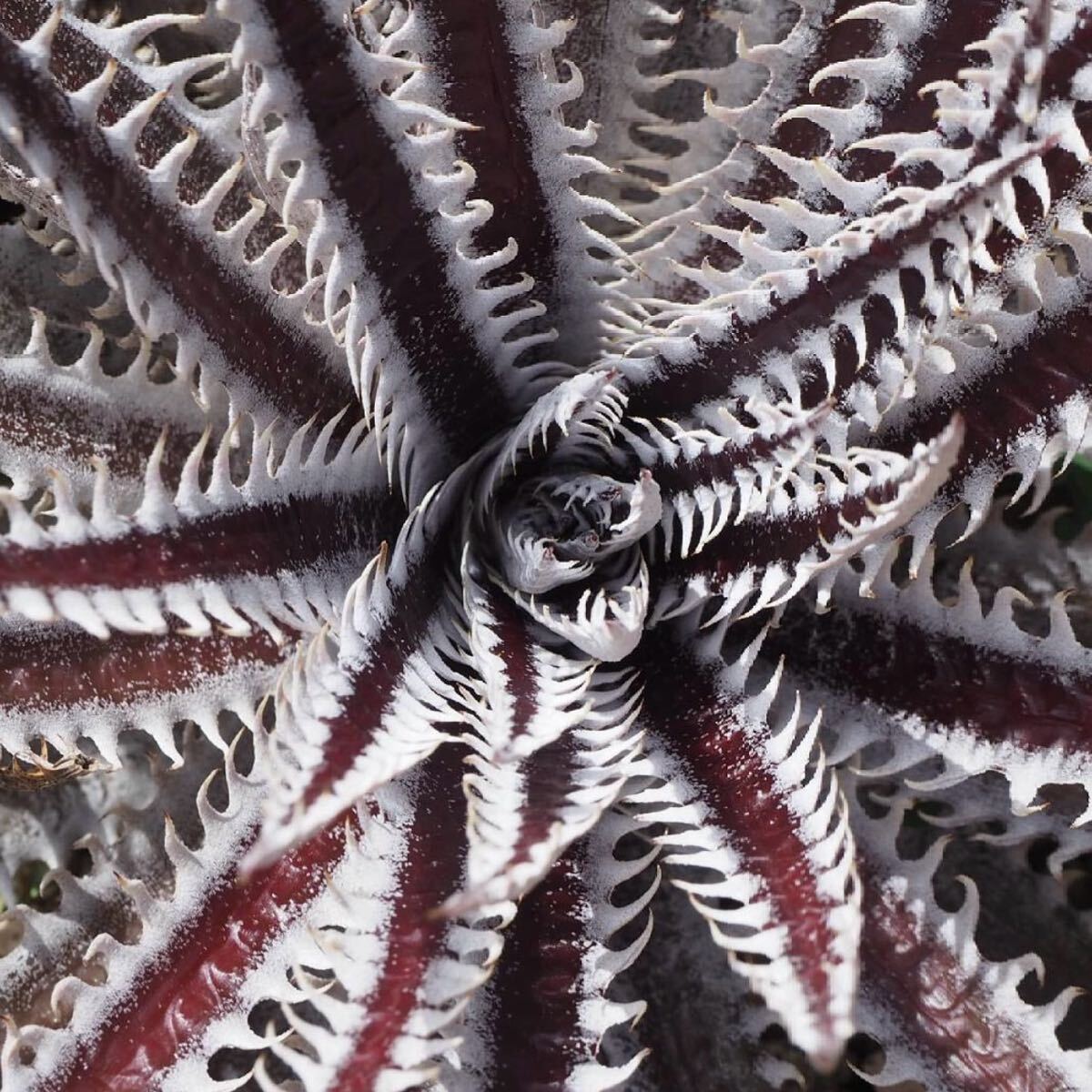 【目立った傷や汚れなし】Dyckia-Heaven&Hell ディッキア-ヘブンアンドヘルの落札情報詳細 - Yahoo!オークション落札価格検索 オークフリー