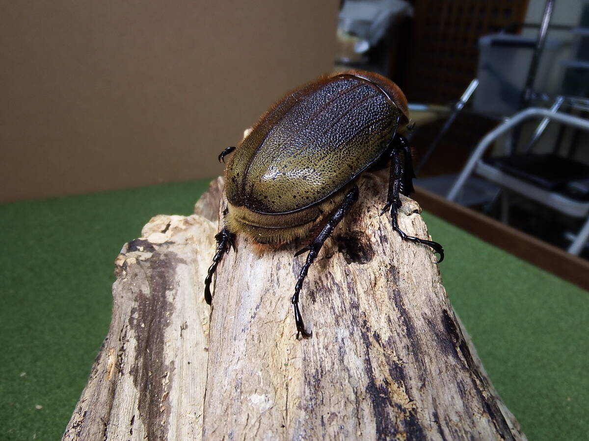 【未使用】DHヘラクレス ♀3匹 70mm 70mm 71mm ヘラクレスオオカブトの落札情報詳細 - Yahoo!オークション落札価格検索 オークフリー