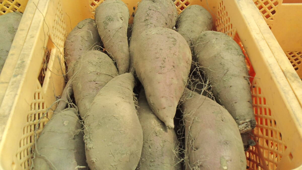 【未使用】（熟成）シルクスイート【2L,3L,4L】土付き 10kg「甘いお菓子や天ぷらに向いてます！」茨城県（鉾田産）の落札情報詳細 - Yahoo!オークション落札価格検索 オークフリー