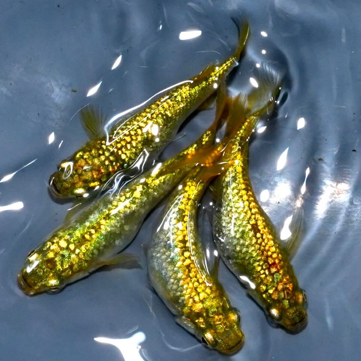 【未使用】【サバンナ】サバンナ最新作 ギラティナ F4 2ペア メダカ めだかの落札情報詳細 Yahoo オークション落札価格検索 オークフリー