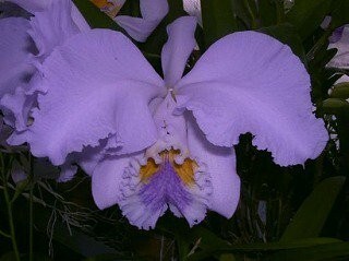 【栽培品】洋蘭 原種 カトレア C. mossiae coerulea ‘Kei' AM/JOS モッシェ セルレア 'ケイ’の落札情報詳細 ...