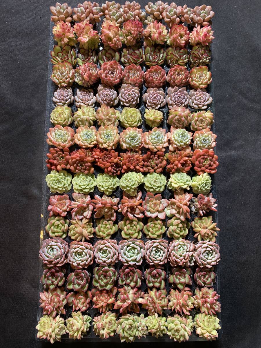 【未使用に近い】105株セット NT22-1 多肉植物 エケベリアミックス苗 サボテン 観葉植物 観葉植物 花 園芸 レア種 土と根付きの落札情報詳細 - Yahoo!オークション落札価格検索 ...