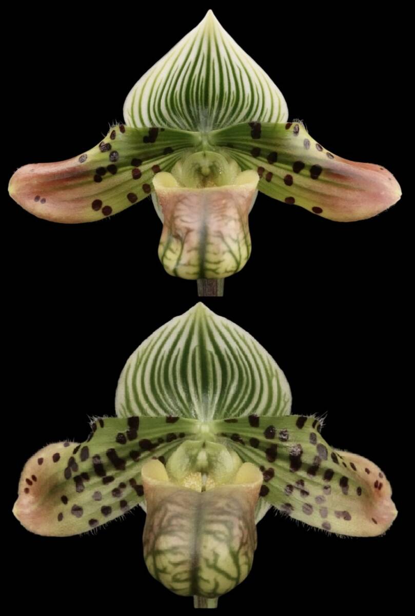 【傷や汚れあり】初蕾着き株 Paph venustum ( 'Archdemon' × 'Sphinx' ) 花粉親のぺタル幅2.5cm ① ...