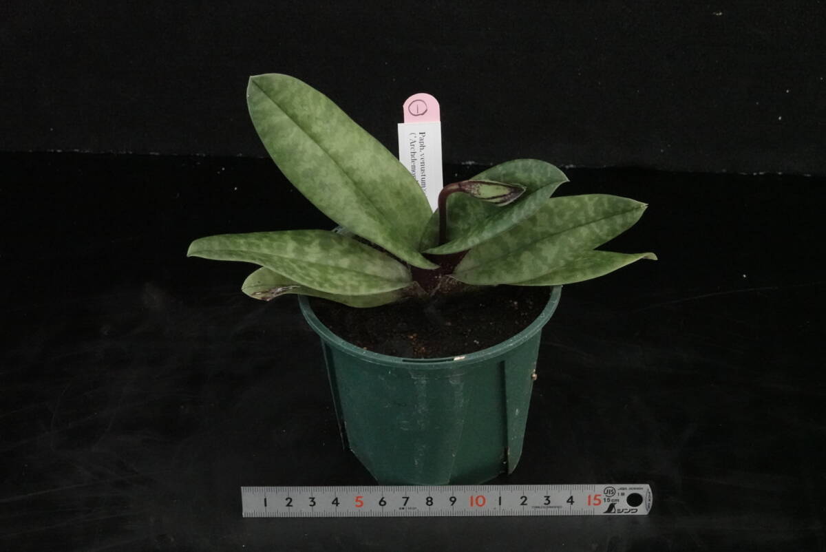 【傷や汚れあり】初蕾着き株 Paph venustum ( 'Archdemon' × 'Sphinx' ) 花粉親のぺタル幅2.5cm ① ...
