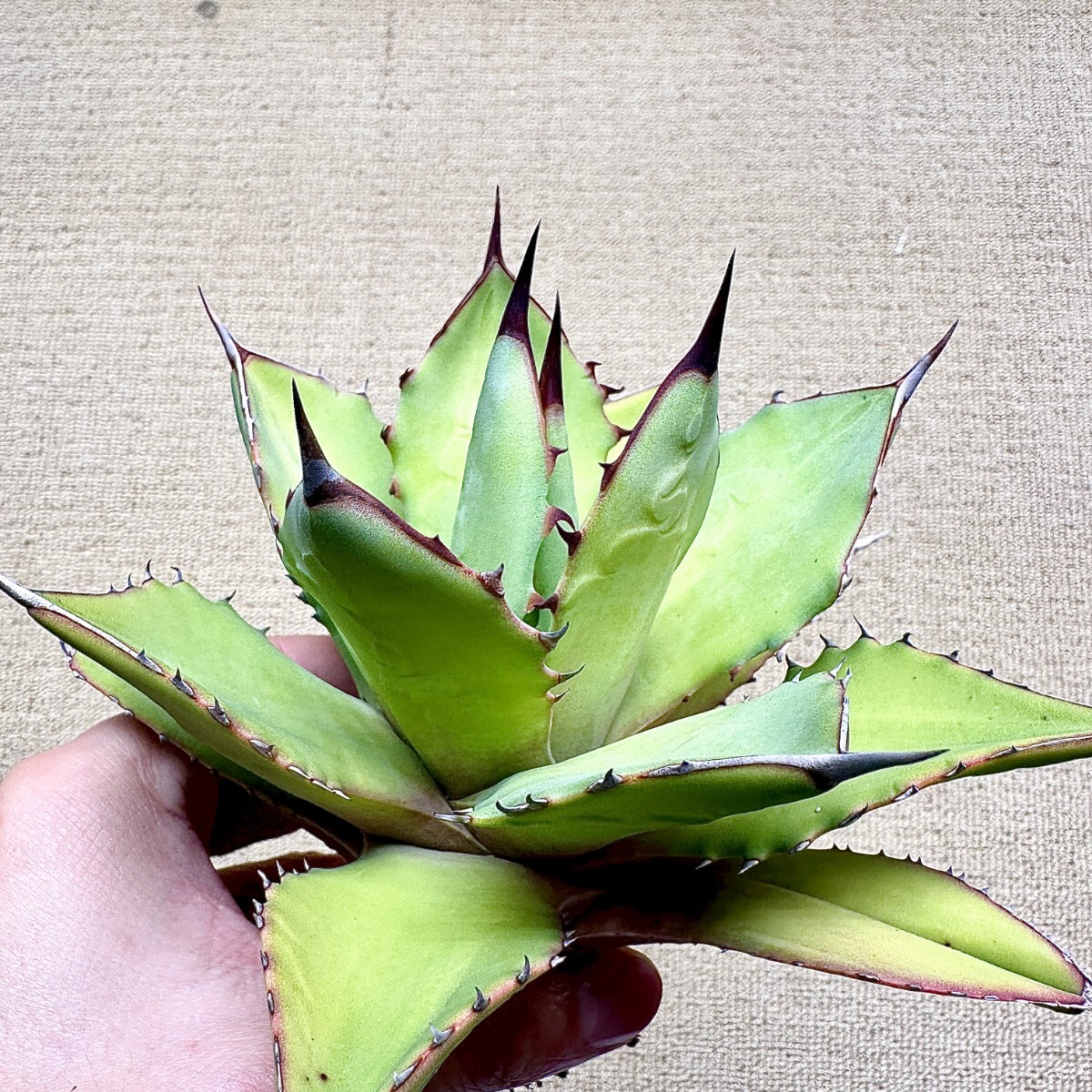 【目立った傷や汚れなし】【MCGRADY-PLANTS】J064 貴重な希少種 アガベ Agave 'Yuki de Yunlin' 雲雪嚴龍 ...