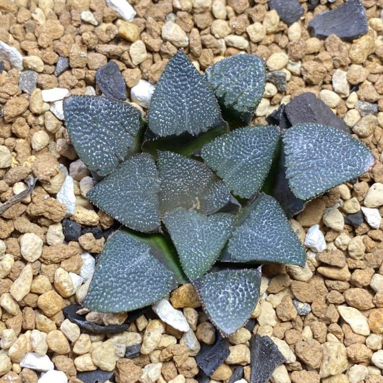 【新品】ハオルチア ハヤシィ hayasii JDV86/086の落札情報詳細 - Yahoo!オークション落札価格検索 オークフリー