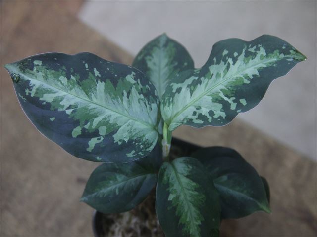 【Heat Wave】NEW!！ Aglaonema pictum multicolor from Pulau Nias 【HW0819-02】【12周年】の落札情報詳細 - ヤフオク落札価格 ...