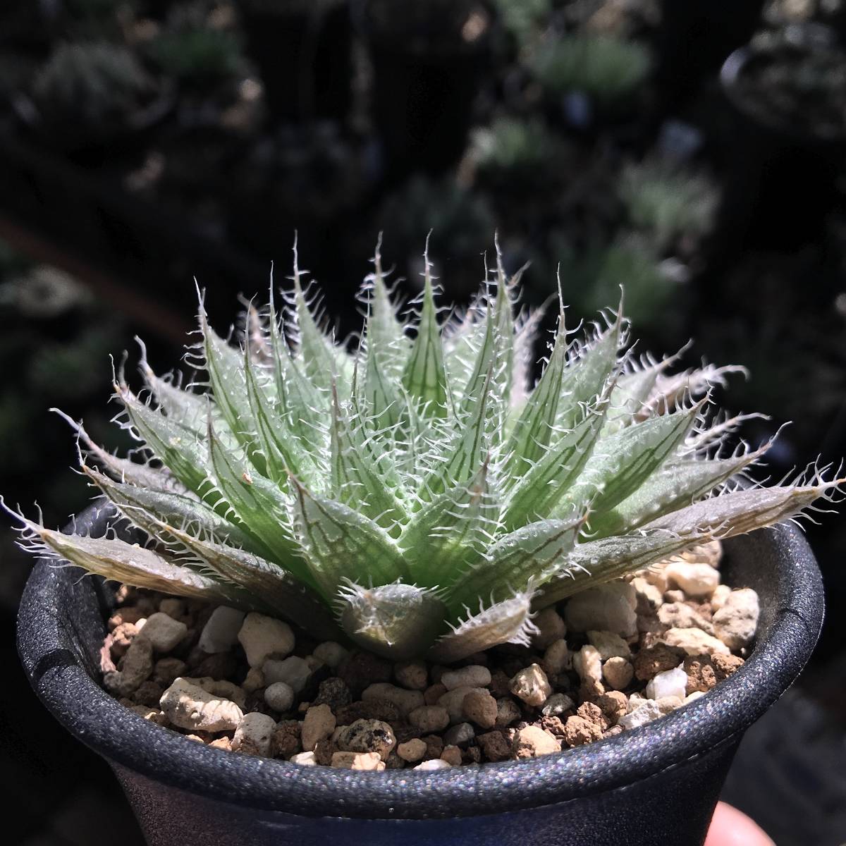 【未使用】【原種】 ハオルチア サファイア H. sapphaia, GM556, E of Pearston 多肉植物 の落札情報詳細 ...