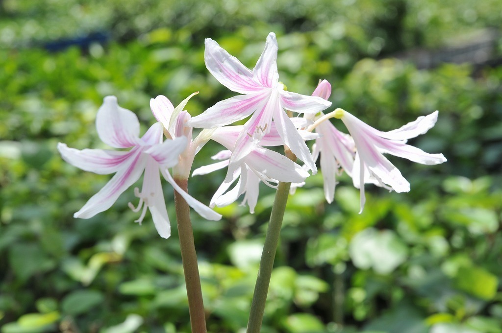 【未使用】★TO★花のきれいな小形球根植物 Zephyranthes (Eithea) blumenavia ゼフィランサス エイテア ...
