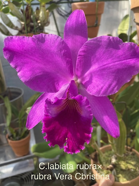 【やや傷や汚れあり】洋蘭原種カトレアC.labiata rubra x rubra 'Vera Christina'の落札情報詳細 ...