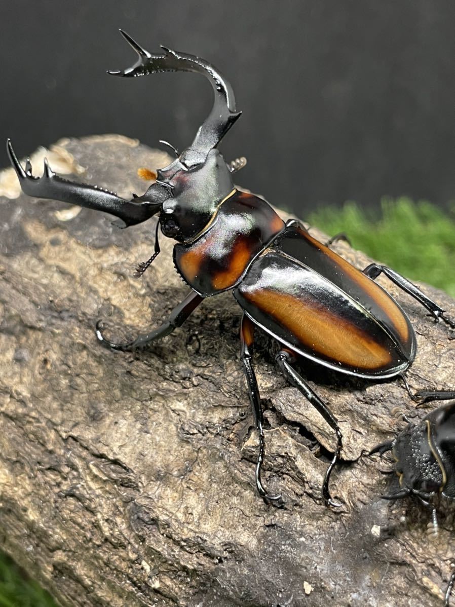 【未使用】スペキオススシカクワガタ WF3 ♂1♀2トリオ スペキオススシカ ウィアンパパウ産の落札情報詳細 - ヤフオク落札価格検索 オークフリー