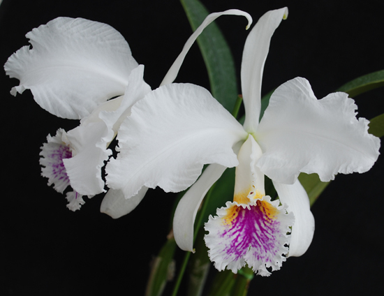 【未使用】★洋蘭★原種★カトレア★C. mossiae f.semi-alba★モッシエ セミアルバ★リップのスジ模様が印象的★当園自家製実生 ...