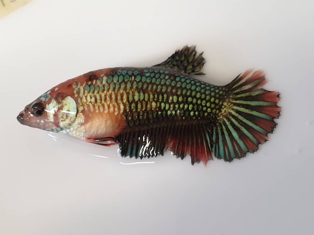 【目立った傷や汚れなし】♀メス SF1456 400円(700円即決、8匹以上早期終了可) プラカット 個体の種類、色と全長は写真でご確認お ...