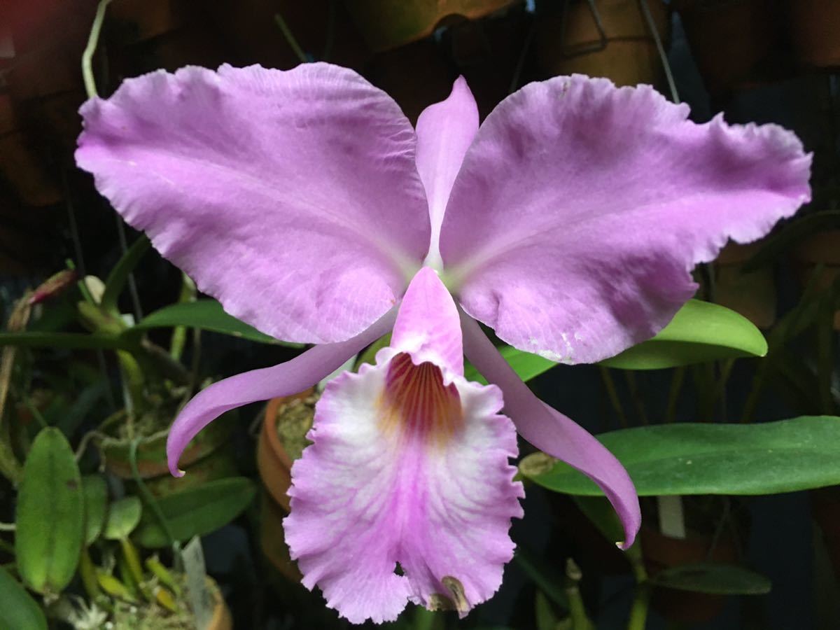 【やや傷や汚れあり】洋蘭カトレア原種 c.labiata concolor 蕾付 の落札情報詳細| ヤフオク落札価格情報 オークフリー