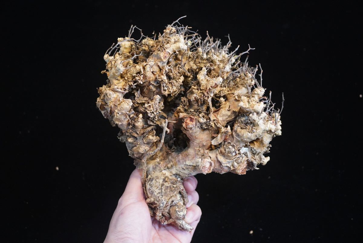 【やや傷や汚れあり】2 チレコドン万物想 レティキュラーツス 現地株 Tylecodon reticulatus Ceraria ...