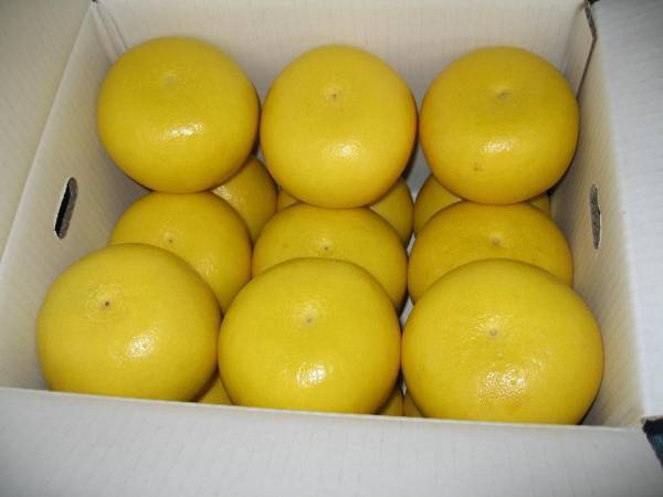 【未使用】文旦（ぶんたん・ブンタン） 特大の5L～4L 13~16玉入 10kg 送料無料 の落札情報詳細| ヤフオク落札価格情報 オークフリー