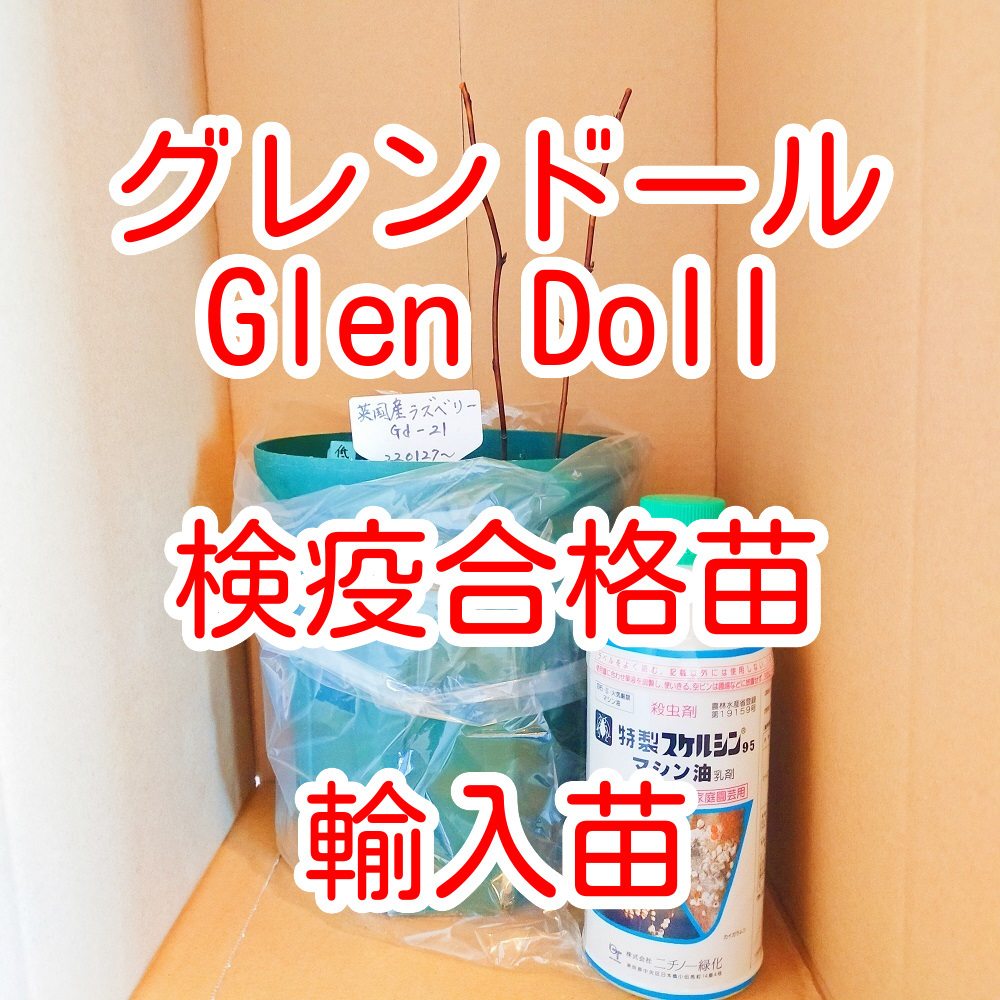 【目立った傷や汚れなし】【Glen Doll】ラズベリー☆輸入苗☆グレンドールの落札情報詳細 - Yahoo!オークション落札価格検索 オークフリー