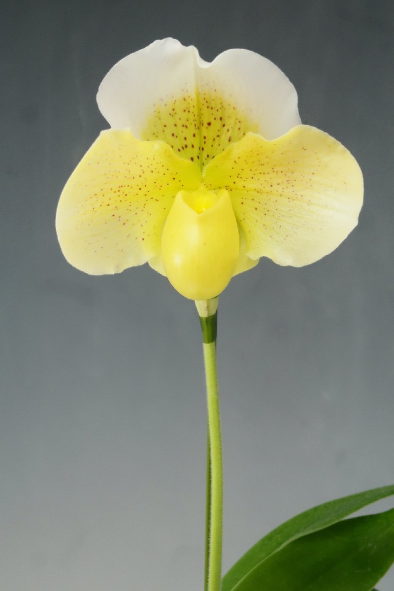 【未使用】半額値引再出品！即決 洋蘭 パフィオ TA9399 VS18-16 Paph. (Emerald Crazy 'Giants' x Ice Castle 'Galaxy')の落札情報 ...