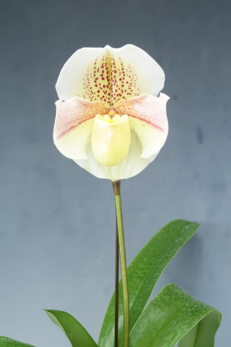 【未使用】月末半額セール！値引再出品！洋蘭 パフィオ TA9456 VS18-16 Paph. (Emerald Crazy 'Giants' x Ice Castle 'Galaxy')の ...
