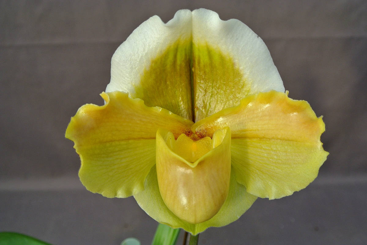 【未使用】【入賞花パフィオ】Paph. Miyabi Kiritsubo `Tsukuba' SM/JOGA 2019の落札情報詳細 ...