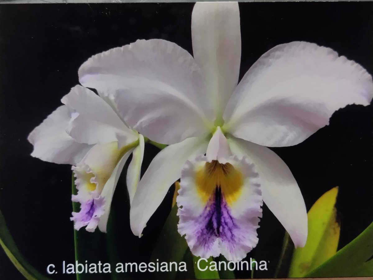 【やや傷や汚れあり】洋蘭 原種 カトレア C.labiata f.amesiana 'Canoinha'の落札情報詳細 - Yahoo ...