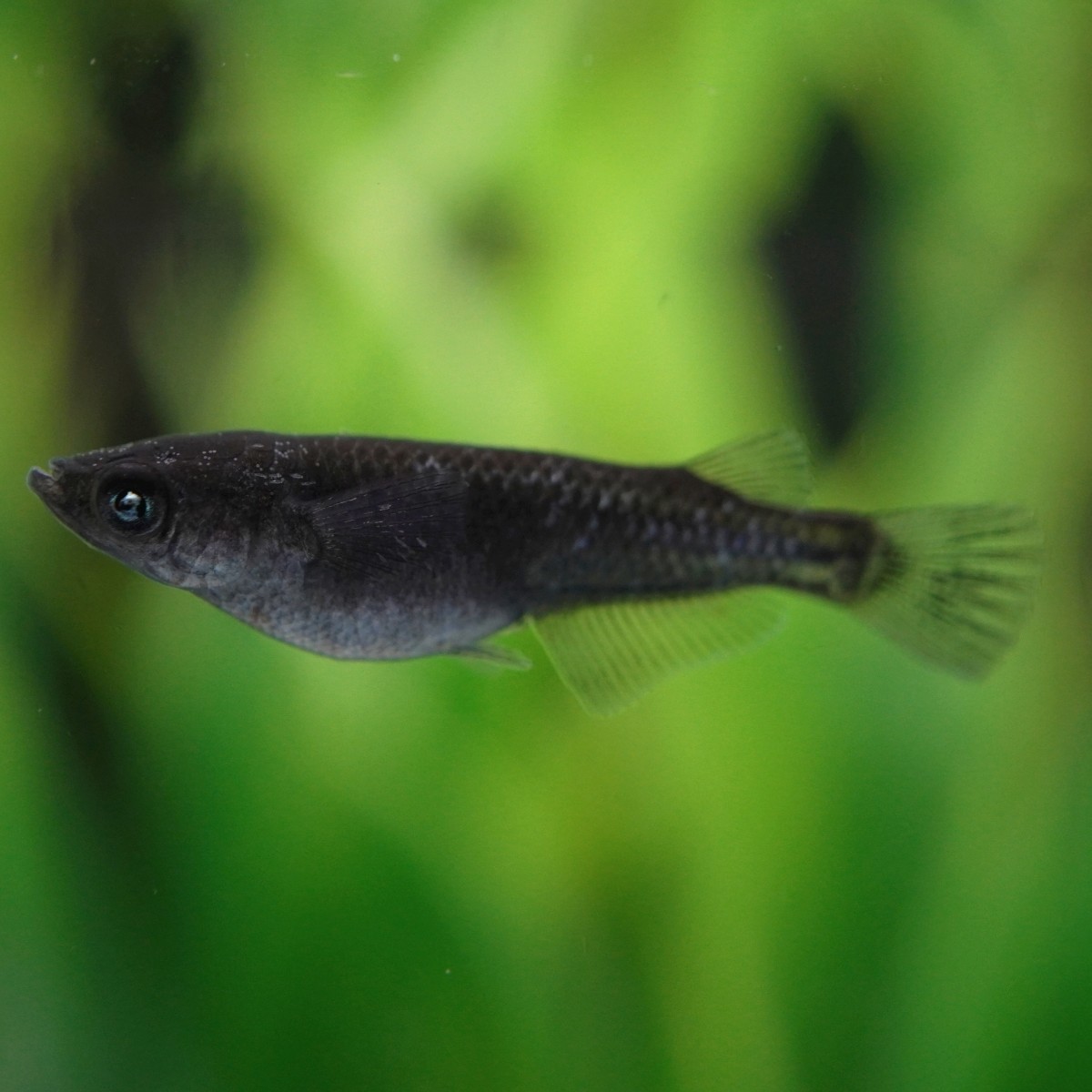 【未使用】【Medaka Garden 光芒】 現物出品 エヴァ 極上若魚1ペア＋普通目ヒカリ体型メス #メダカ Fuji Aqua ...