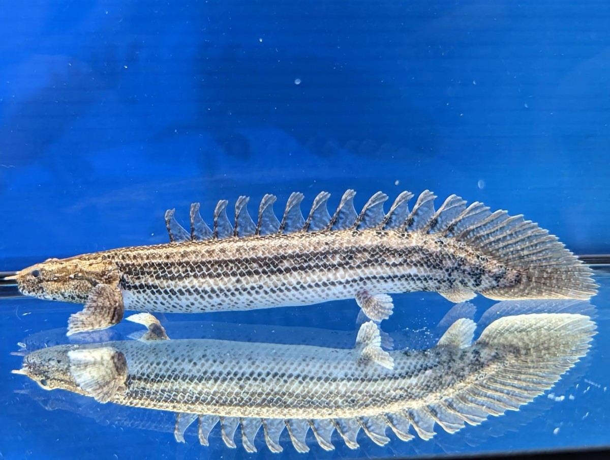 【目立った傷や汚れなし】《toto fish》ポリプテルス ラプラディ 約15cm 色濃く柄ハッキリ 極太 綺麗な個体 熱帯魚 淡水魚 大型魚 ...