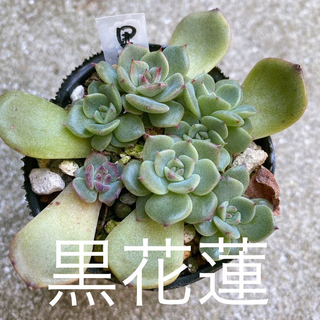 【やや傷や汚れあり】黒花蓮 一個 写真現物 2号 抜き苗 多肉植物 寄せ植えにも♪ Seewee_Succulentsの落札情報詳細 ...