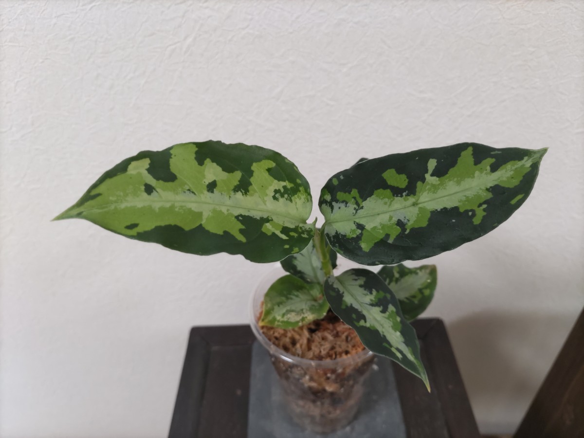 【目立った傷や汚れなし】【エウレカ②】アグラオネマピクタム Aglaonema pictum tricolar Eureka Pulau ...