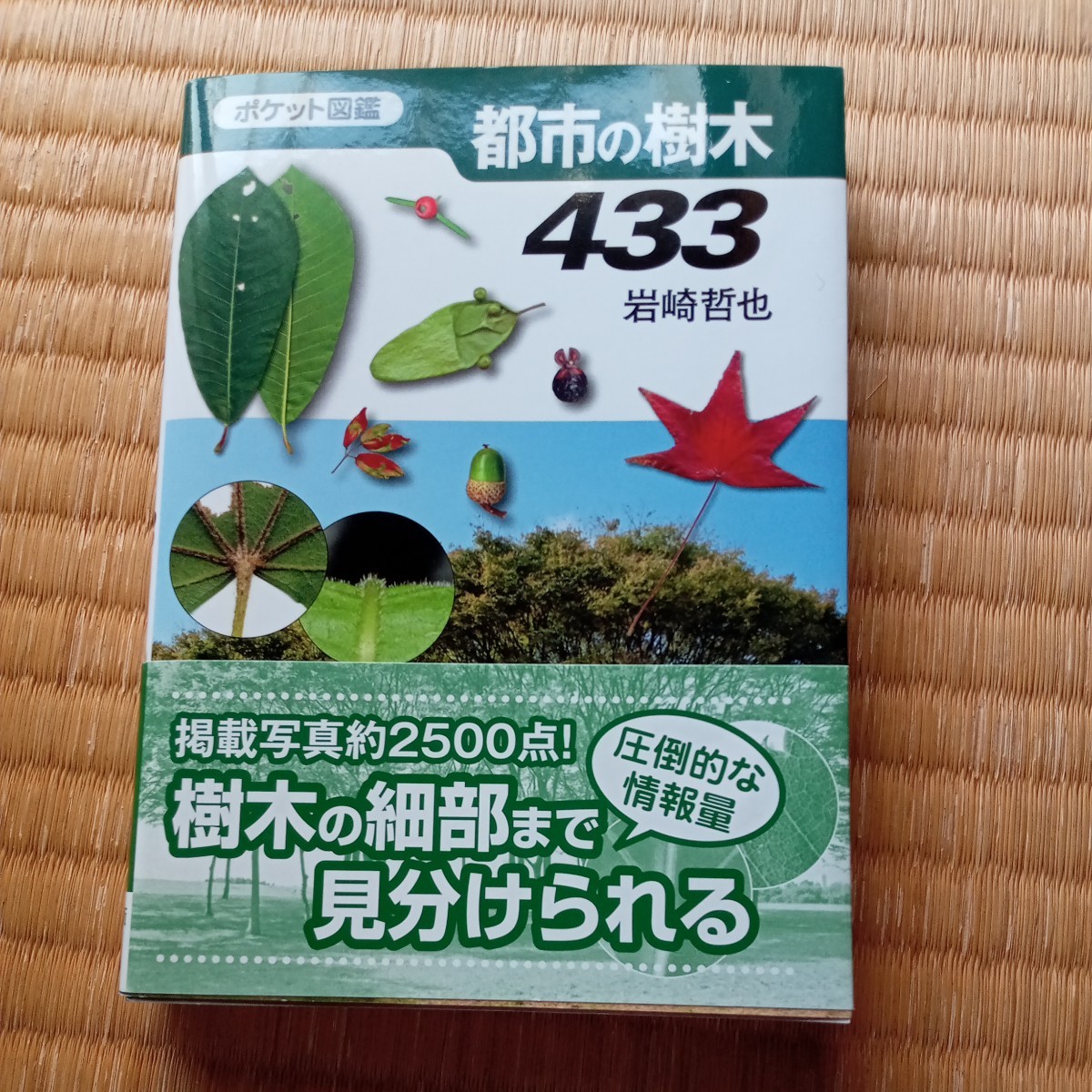 【目立った傷や汚れなし】ポケット図鑑 都市の樹木433 著者:岩崎哲也 文一総合出版の落札情報詳細 ヤフオク落札価格検索 オークフリー