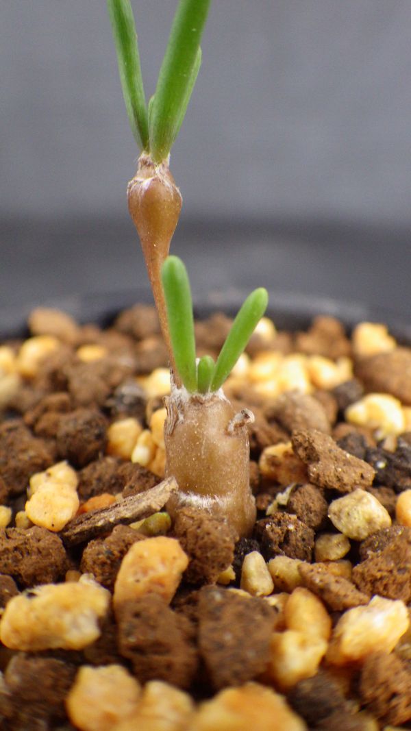 【未使用】多肉植物 オトンナ レチンゲリ 希少品種 1の落札情報詳細 - ヤフオク落札価格検索 オークフリー