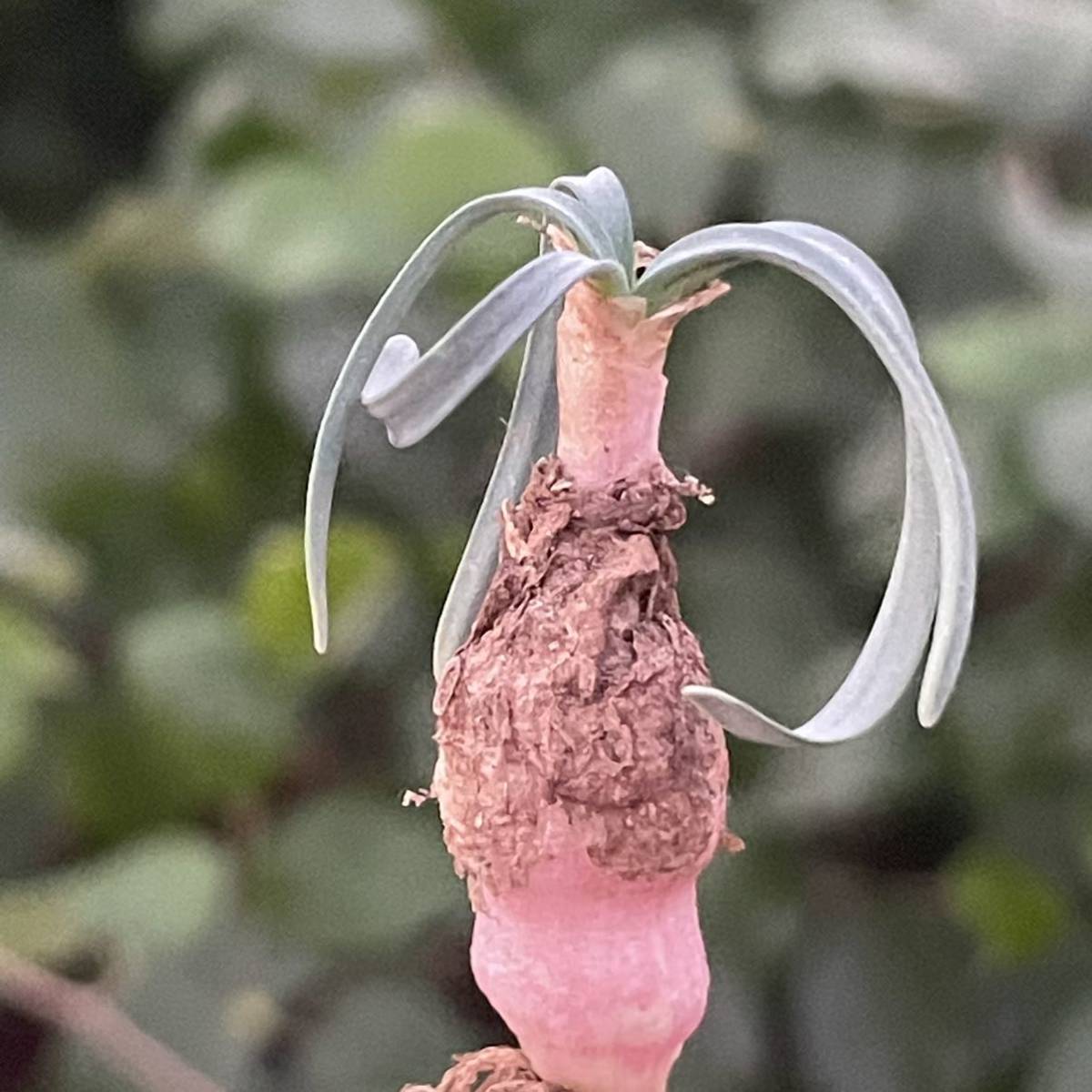 【目立った傷や汚れなし】【179】珍奇植物 新種 Gethyllis lata subsp.lata 1株の落札情報詳細 - ヤフオク落札価格 ...