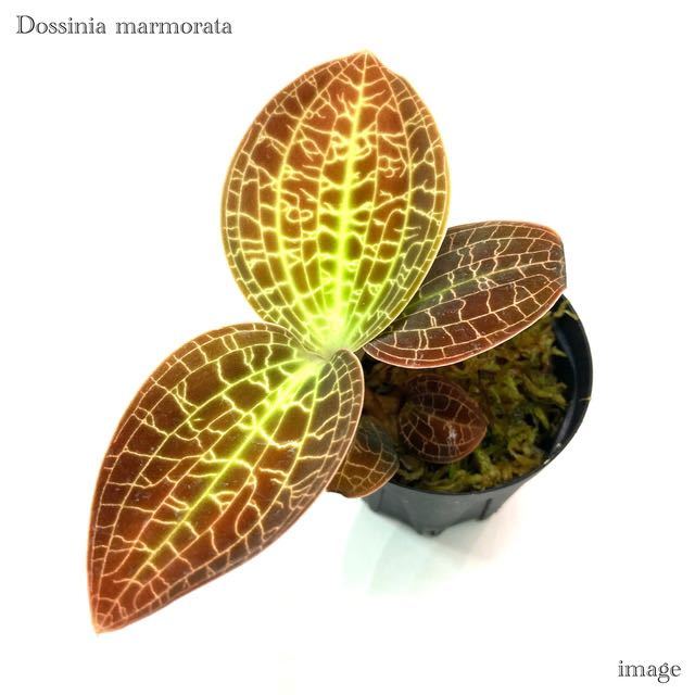 【未使用】ドッシニア マルモラータ 2寸 (ジュエルオーキッド 宝石蘭 テラリウム パルダリウム Dossinia marmorata)の落札情報詳細 - ヤフオク落札価格検索 オークフリー