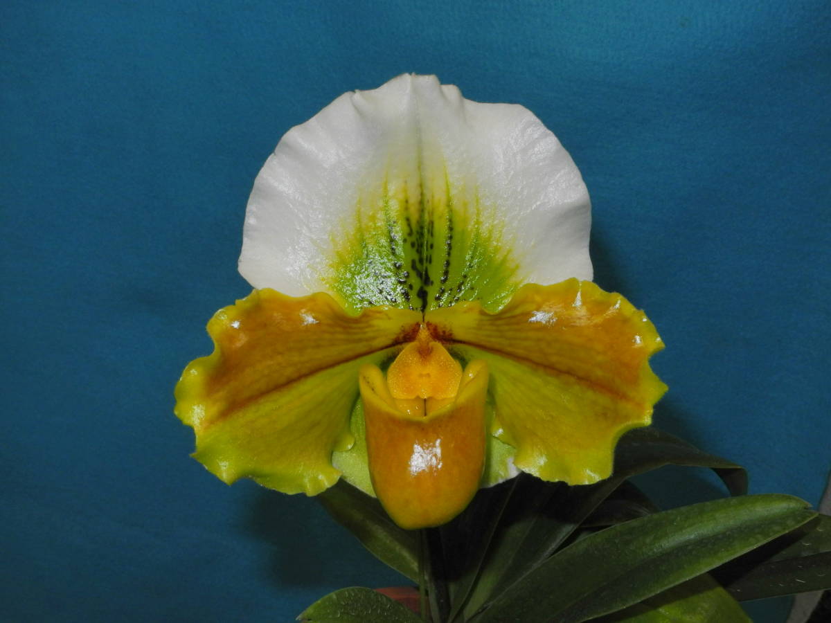 【やや傷や汚れあり】EE-19 Paph. Valerie Tonkin 'Jack (Paph. Hellas x Paph ...