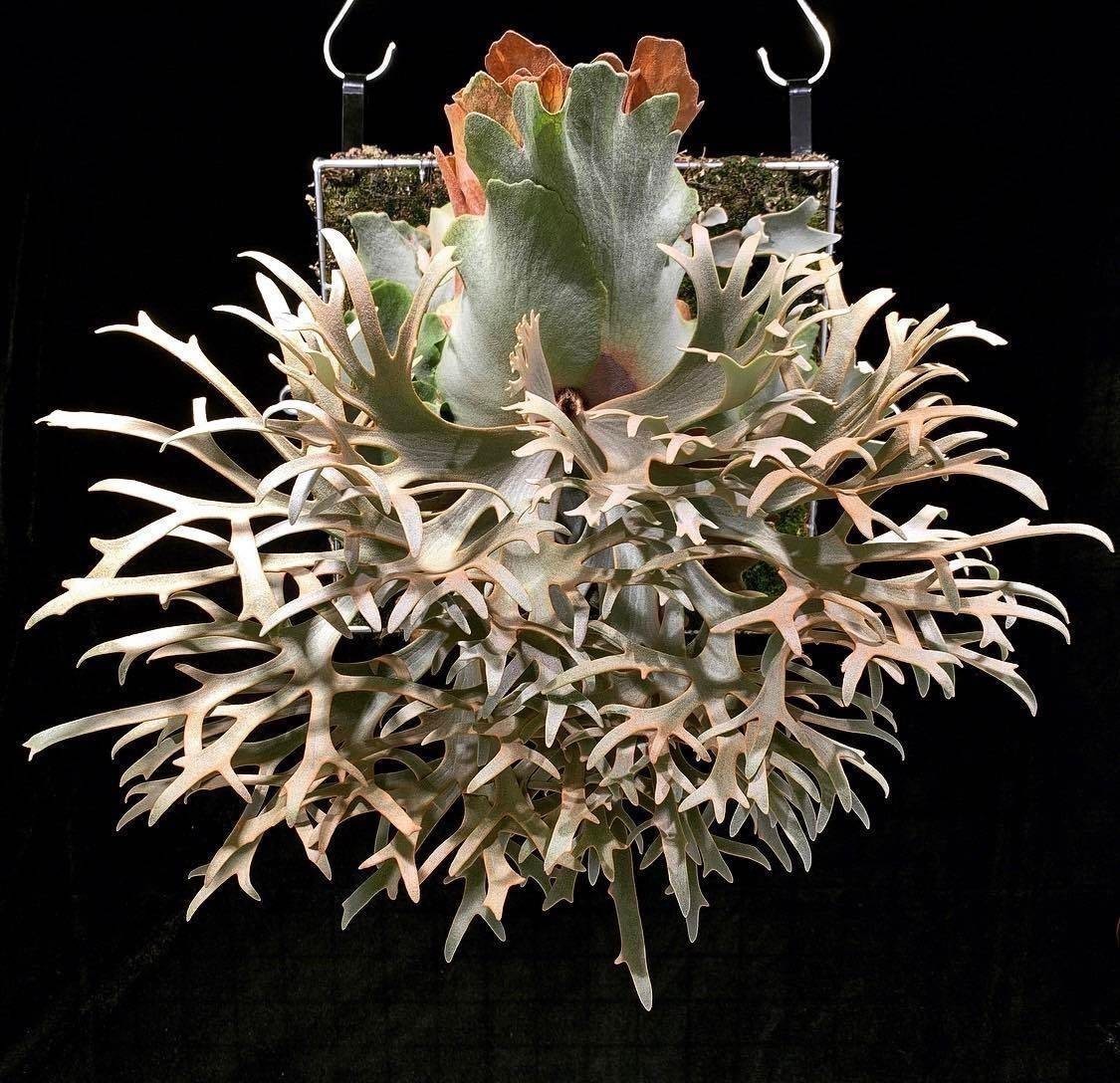 【やや傷や汚れあり】B7 P.Willinckii O.M.G sporeling スポア 呉旻修さん公認 ビカクシダ 証明タグ付きの落札情報詳細 - Yahoo!オークション落札価格検索 ...