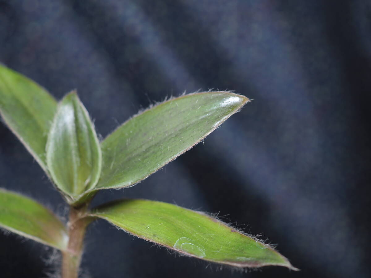 【未使用に近い】タイ産 青紫花の岩着ツユクサ Cyanotis sp. ツユクサ科、多肉植物、挿し木苗、熱帯植物の落札情報詳細 - Yahoo ...