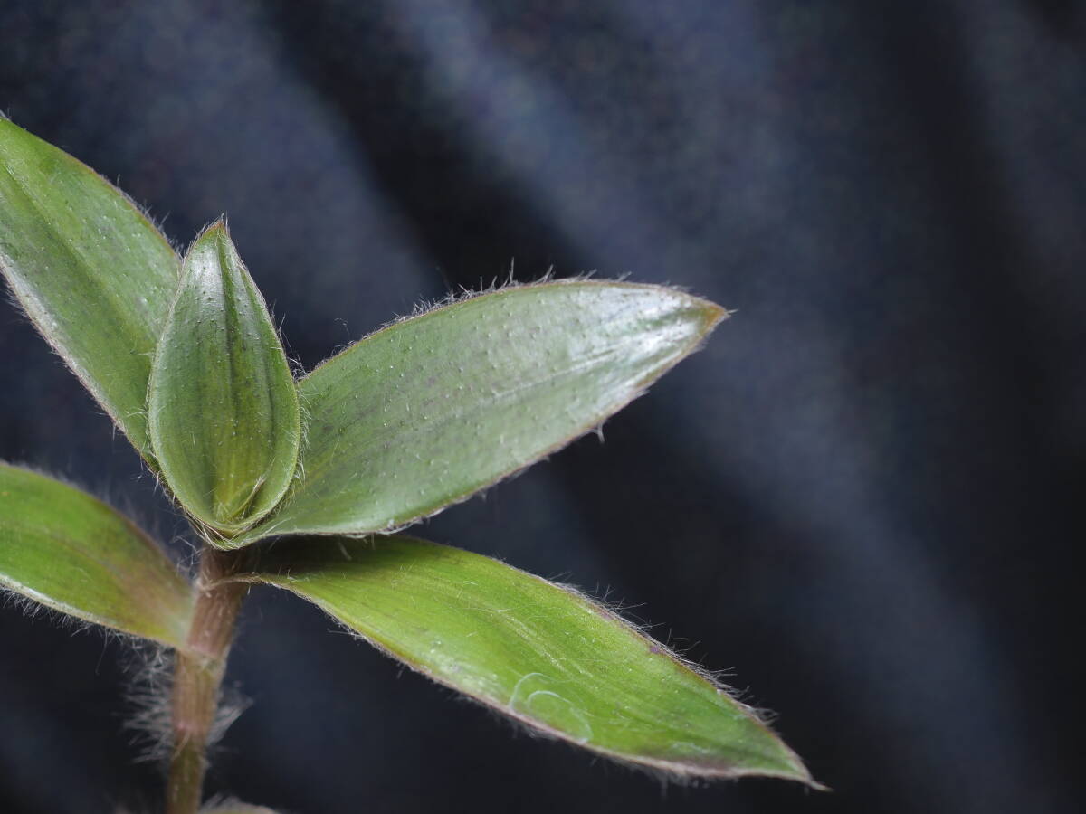 【未使用に近い】タイ産 青紫花の岩着ツユクサ Cyanotis sp. ツユクサ科、多肉植物、挿し木苗、熱帯植物の落札情報詳細 - Yahoo ...