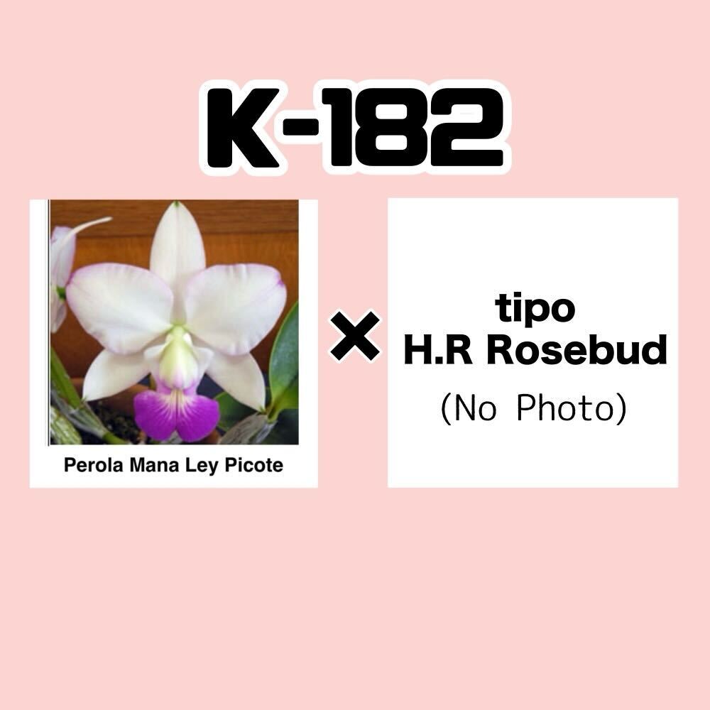【目立った傷や汚れなし】洋蘭原種 K-182 C. walkeriana perola 'Mana Ley Picote' × tipo 'H.R Rosebud'の落札情報詳細 ...