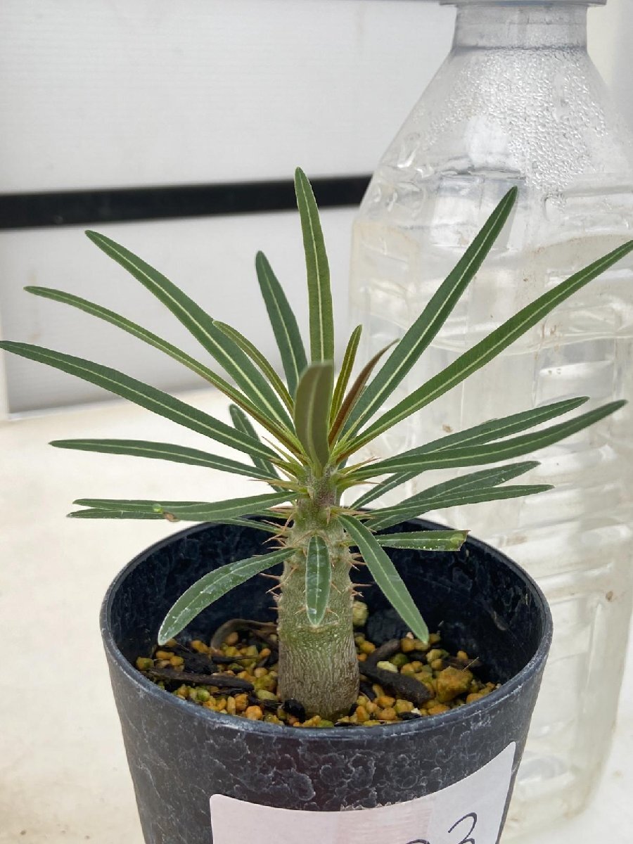 【未使用に近い】8693 「実生」パキポディウム グラキリス【種から発芽・発根・マダガスカル・Pachypodium gracilius】の落札情報詳細 - Yahoo!オークション落札価格 ...